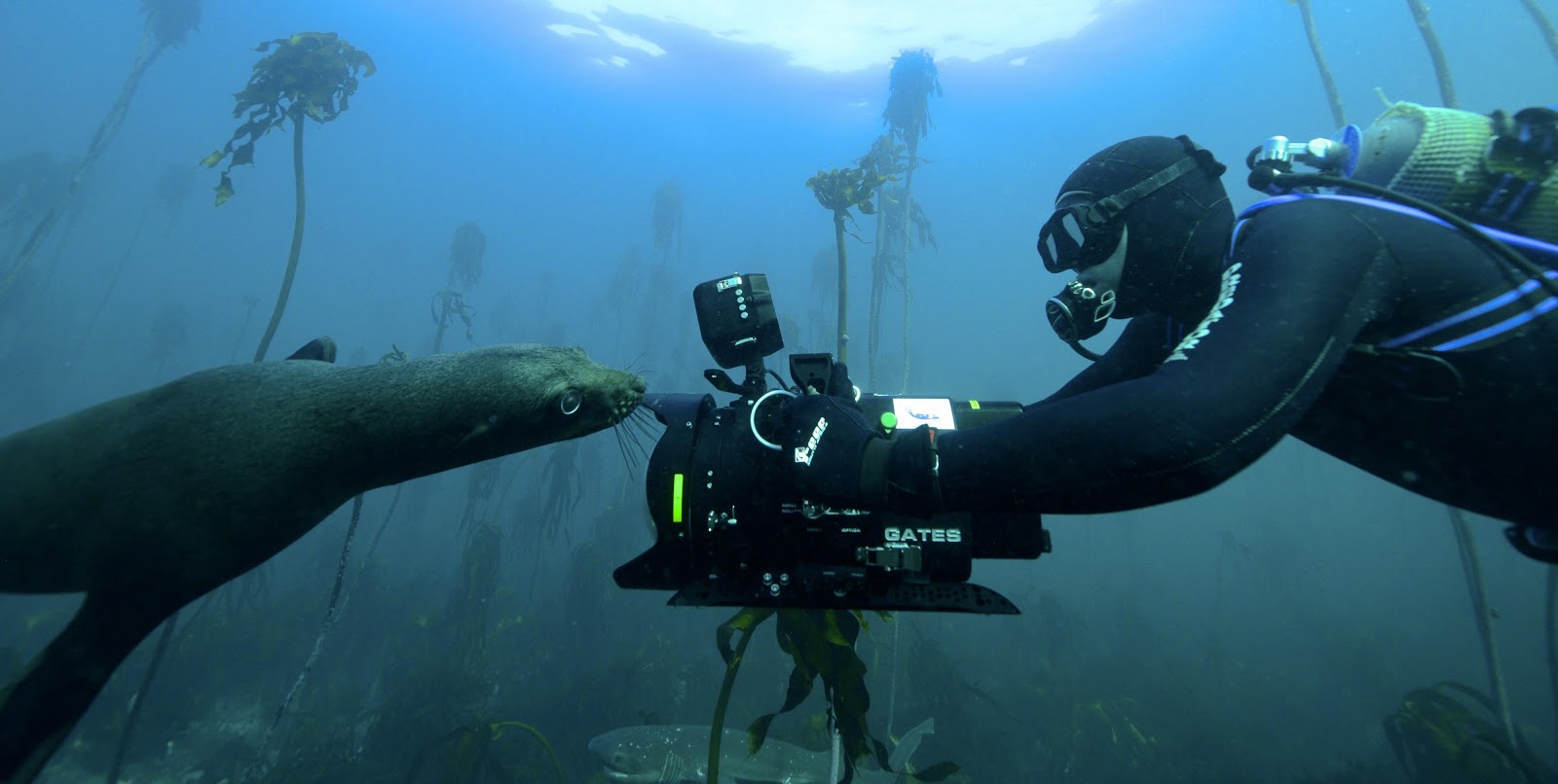 5 Tips to Dive into the world of Underwater Cinematography
